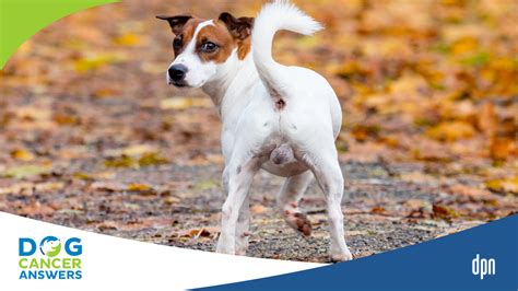 Anal Sac Cancer In Dogs