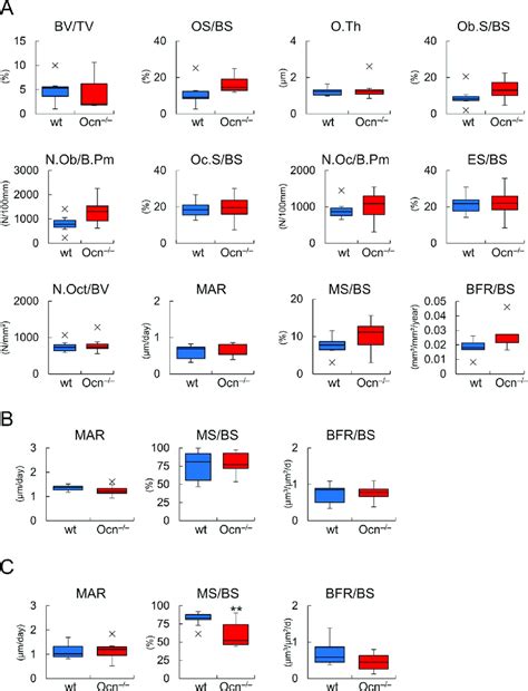 Bone Histomorphometric Analysis A Bone Histomorphometric Analysis Of