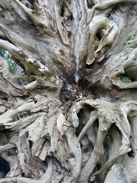 Big Tree Roots Stock Image Image Of Decoration Tree 271481331