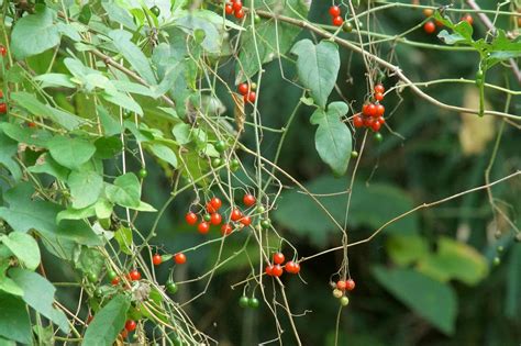 ヒヨドリジョウゴ Solanum lyratum 和名の由来はヒヨドリが好んで食べるからとされるが実際にヒヨドリが Flickr