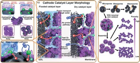 Schematic Of The Cathode Catalyst Layer Morphology Reactant Transport