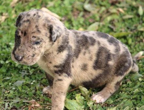 Gargoyle Giant Fawn Merle Male Mastidane Pup Mastiffgreat Dane Cross