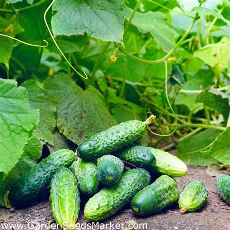 Огурец обыкновенный - Skaner - Cucumis sativus - семена – Garden Seeds ...