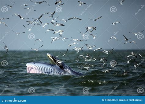 O Comportamento Baleia Do ` S De Bryde Come Peixes Da Anchova Sob A