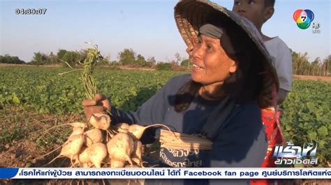ข่าวเร่งเก็บมันแกวเตรียมขายงานนมัสการพระธาตุพนม จ นครพนม