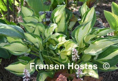 Hosta Janet Day Fransen Hostas