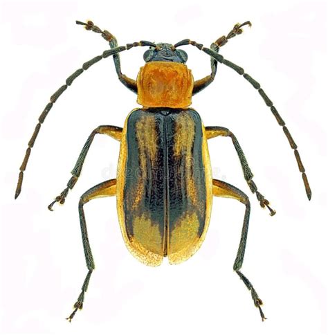 Western Corn Rootworm Diabrotica Virera An Invasive Pest Of Corn