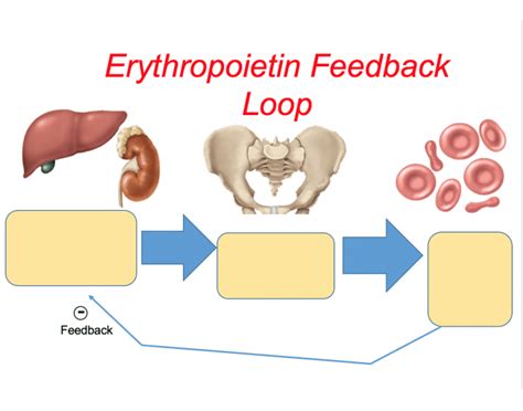 Erythropoietin Feedback Loop Quiz