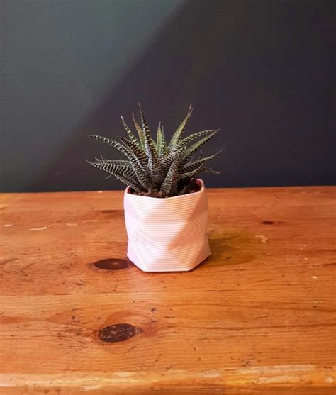 Haworthia Fasciata Big Band Small And Green