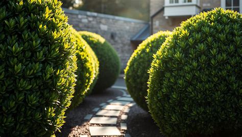 Jak Wygląda Bukszpan I Dlaczego Atakuje Go ćma