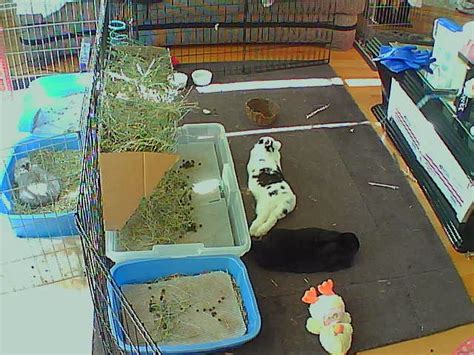 Monitoring Your Rabbits Remotely Coding With Bunnies