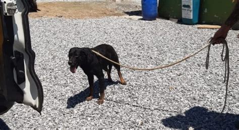 Homem é preso por maus tratos contra cachorro em Balneário Camboriú