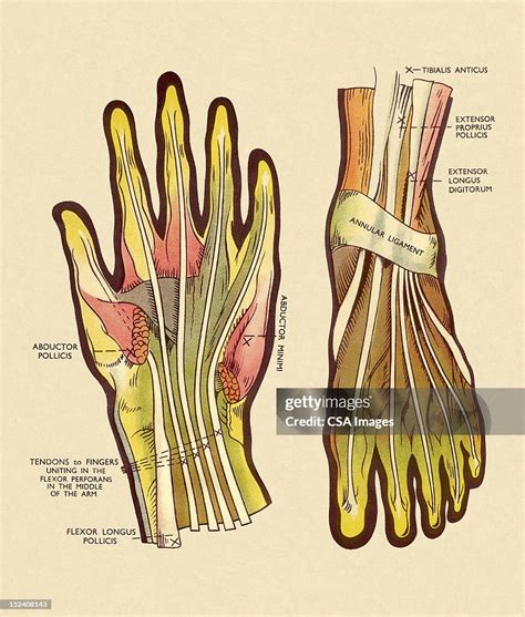 Diagram Of Tendons And Ligaments