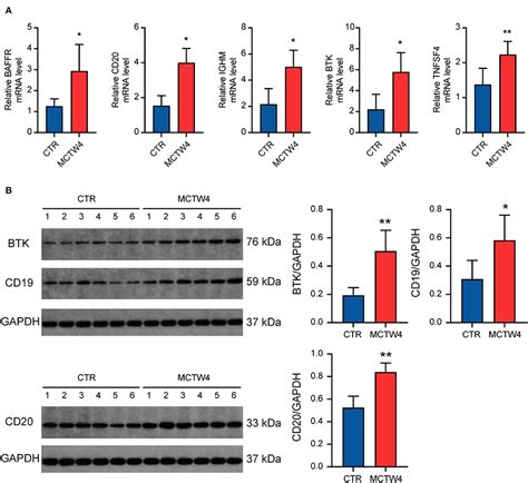 Frontiers Weighted Gene Co Expression Network Analysis Identifies