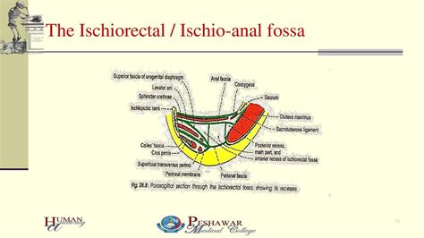 Anterior Recess Of Ischioanal Fossa