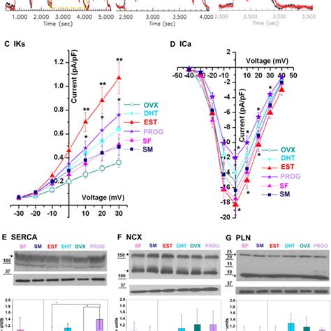 Effect Of Sex Hormones On Qt Duration A Exemplary Representative Ecg