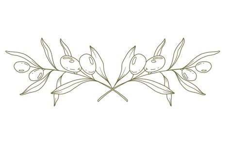 Olive Branch Outline Vector Art Icons And Graphics For Free Download