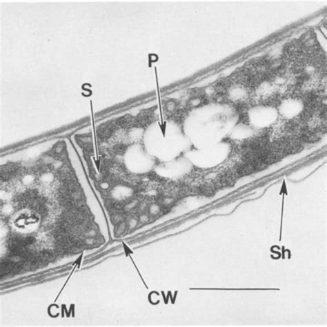 Pdf Characterization Of Thiothrix Nivea