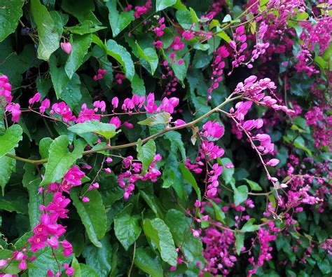 Drought Tolerant Climbing Vines 7 Sun Loving Species Homes And Gardens