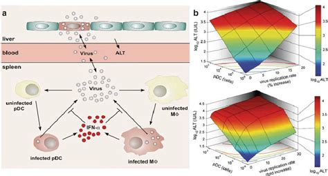 A Scheme Of Plasmacytoid Dc Mediated Protection Against Mouse