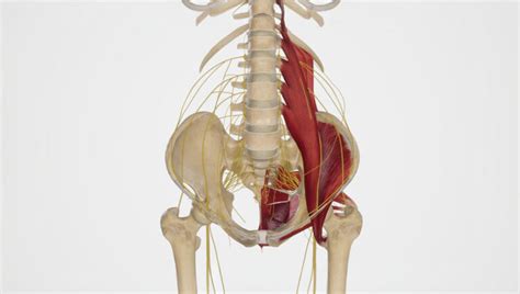 Plexus Lumbalis Anatomie Verlauf Und Funktion