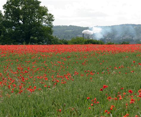British Wild Plant Papaver Rhoeas Common Poppy
