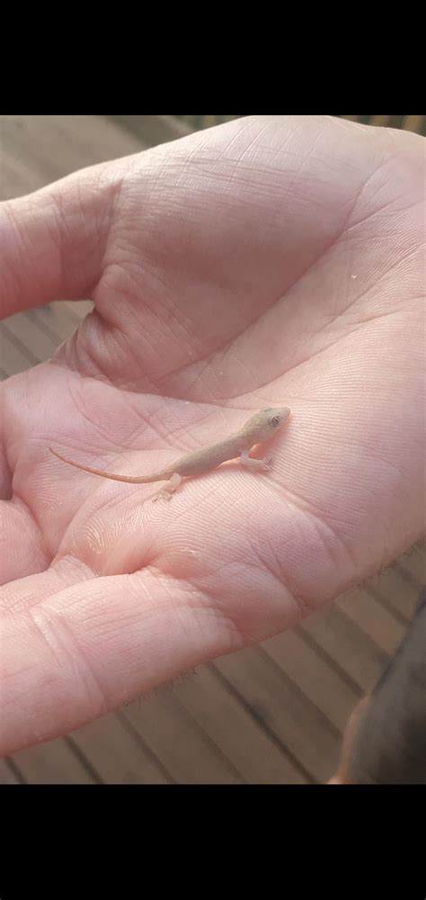 This Tiny Gecko R Aww