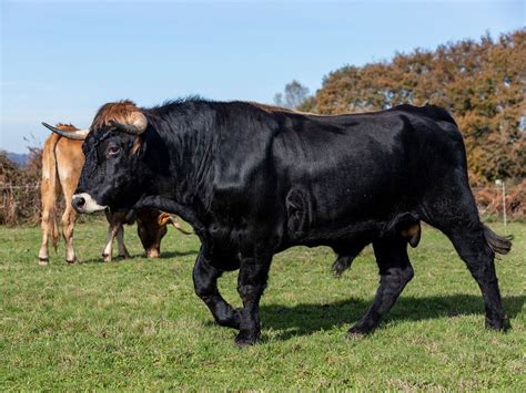 Bull Sperm Gets By With The Help Of His Friendschemistry Goevry