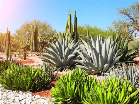 What Are Xerophytes Types Of Xerophytic Plants For The Garden