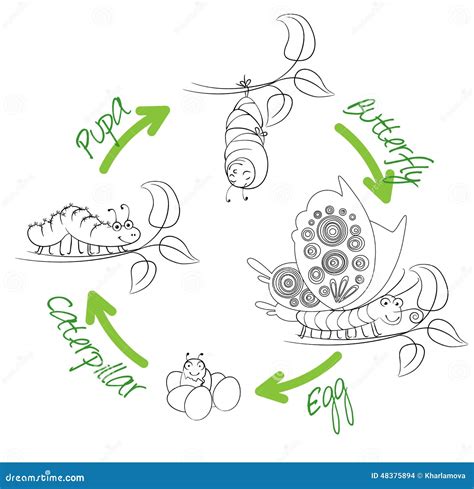 The Metamorphosis Of The Butterfly Stock Vector Illustration Of Group