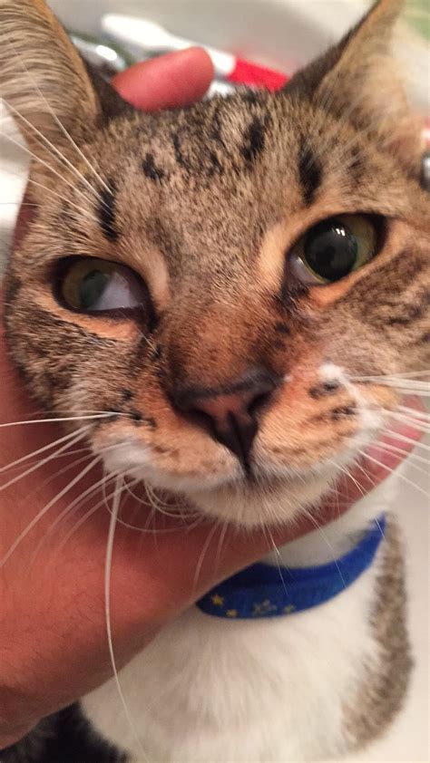 Gatos GIFS Enfermedades En Los Ojos De Los Gatos