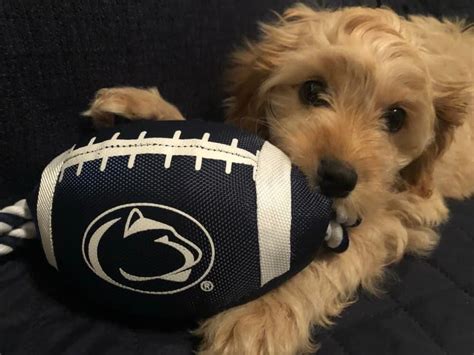 Penn State University On Linkedin Weare Pennstate 59 Comments