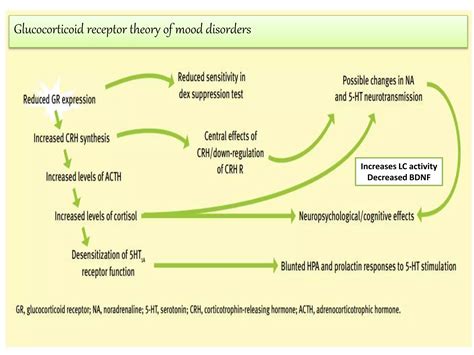 Neurobiology And Functional Brain Circuits In Mood Disorders Pptx