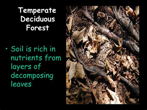 Terrestrial Land Biomes Ppt Video Online Download