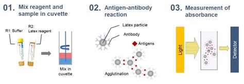 Latex Agglutination Test Principle