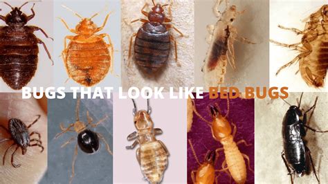 What Do Bed Bugs Look Like And How To Get Rid Of Them At Will Hannah Blog