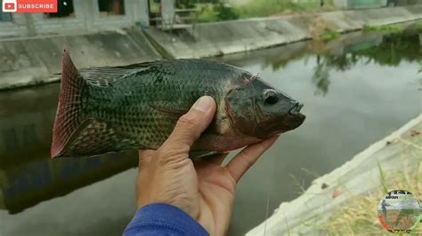 R Ct Airgun Fishing Tiksay Fish Hunting Ep2 Dalawa Lang Ang Hule