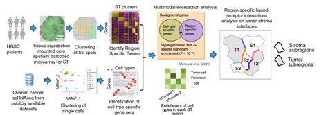 空间转录组学联合单细胞转录组学揭示卵巢癌生存相关受配体对 生信探索 博客园