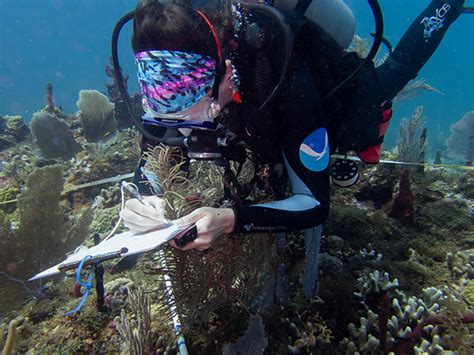 Noaas Coral Reef Conservation Program Crcp Coral Image Gallery