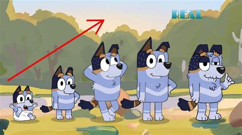 Chilli Heeler Growing Up Evolution Bluey Heeler Growi