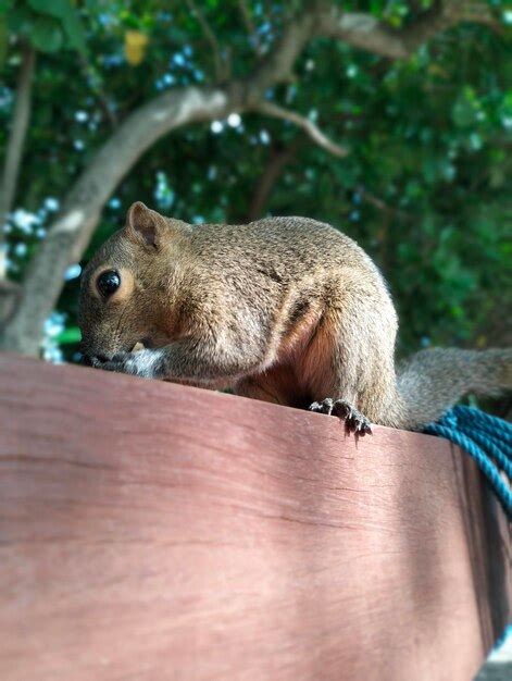 Premium Photo Squirrel On Tree