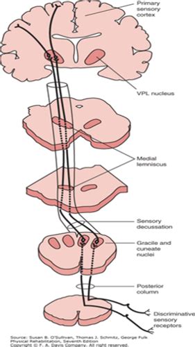 Neuroanatomy Review Flashcards Quizlet