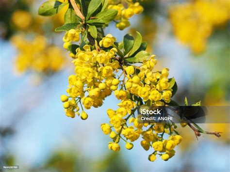 녹색 잎와 Mahonia Aquifolium의 노란색 꽃 클로즈업 꽃 식물 매자나무과 가족입니다 노란 봄 꽃 배경입니다 푸른 하늘 햇빛 노랑에 대한 스톡 사진 및 기타