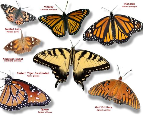 Monarch Butterfly Monarch Butterfly Facts Butterfly Identification