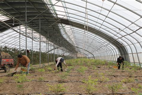新疆墨玉西梅蓝莓车厘子等高经济特色林果在墨玉落地生根