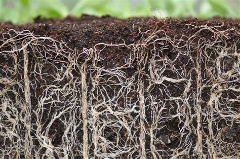 🏡 Discover The Difference Between Rhizomes And Roots