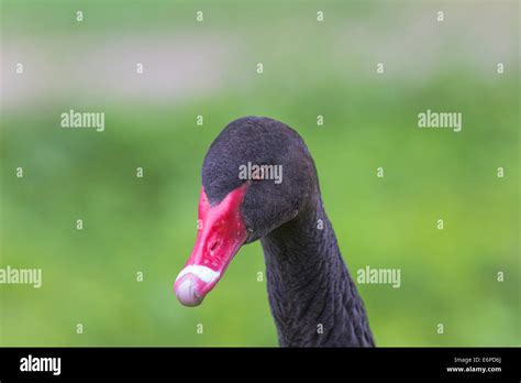 Portrait Of Black Swan Cygnus Atratus With Green Background Stock