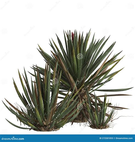 3d Illustration Of Yucca Baccata Bush Isolated On White Background