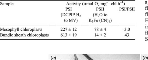 Psi And Psii Electron Transport Activity In Isolated Mesophyll And Download Scientific Diagram