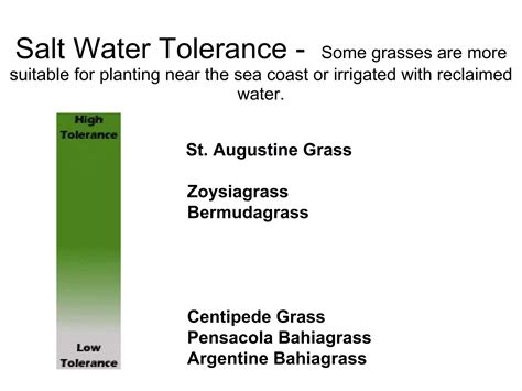 Comparison Of Warm Season Turfgrasses Ppt